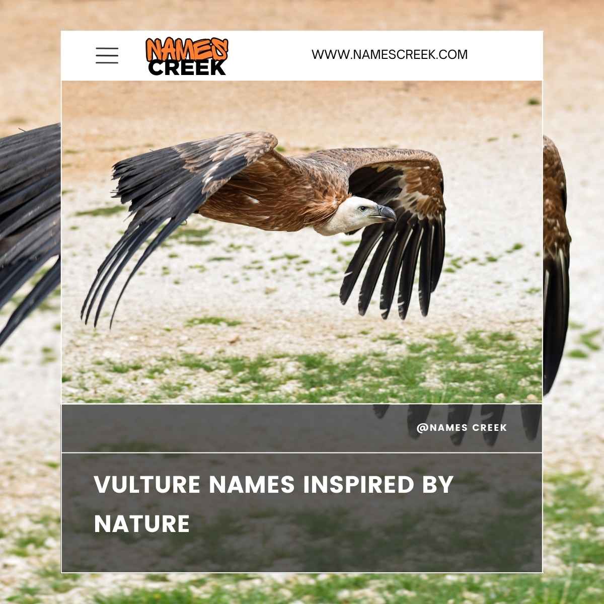340 Vulture Names: The Ultimate Guide To Naming Vultures + Generator
