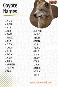 400+ Coyote Names With Meanings + Ai Generator