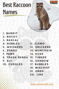 440 Raccoon Names: The Ultimate Guide +Ai Generator