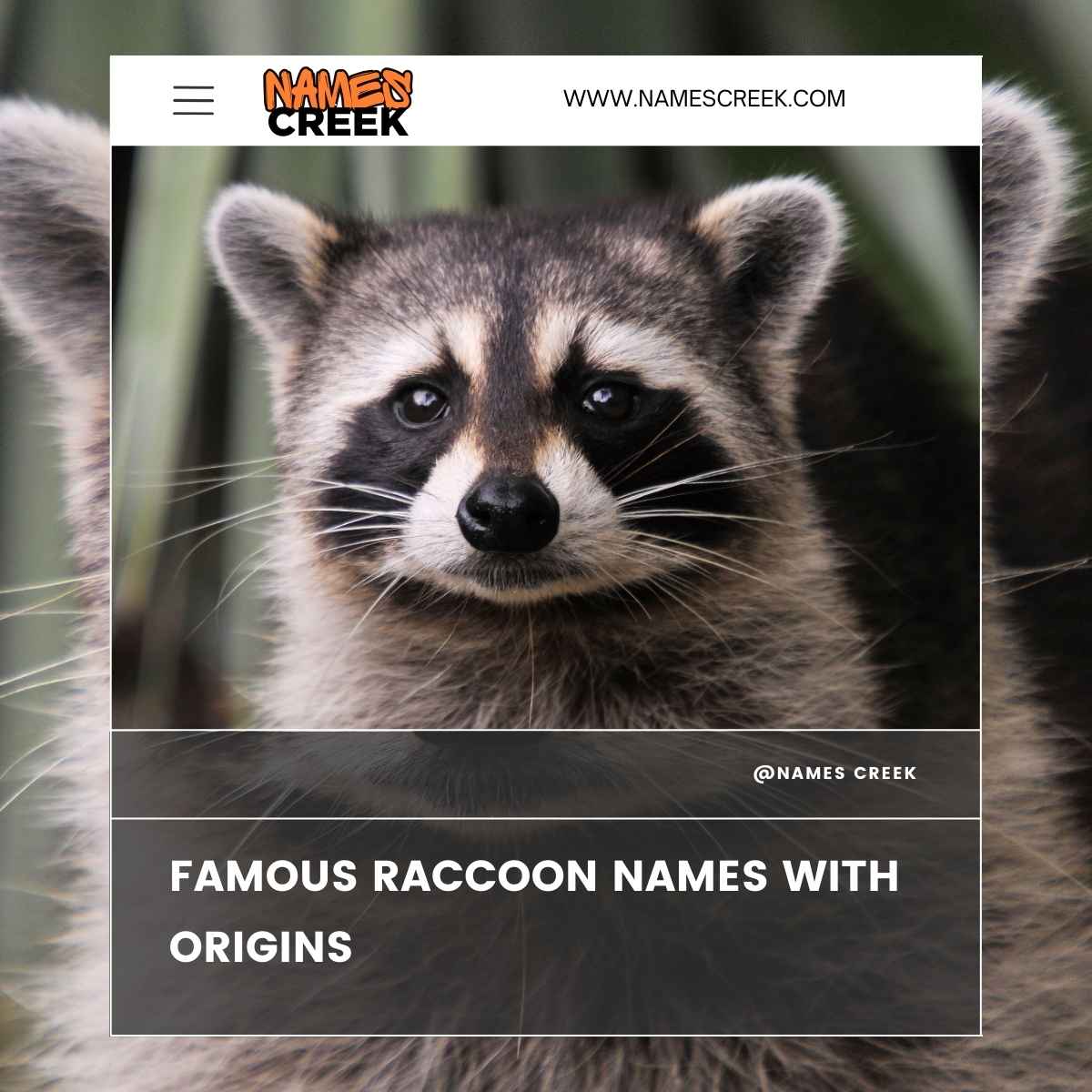 440 Raccoon Names: The Ultimate Guide +Ai Generator