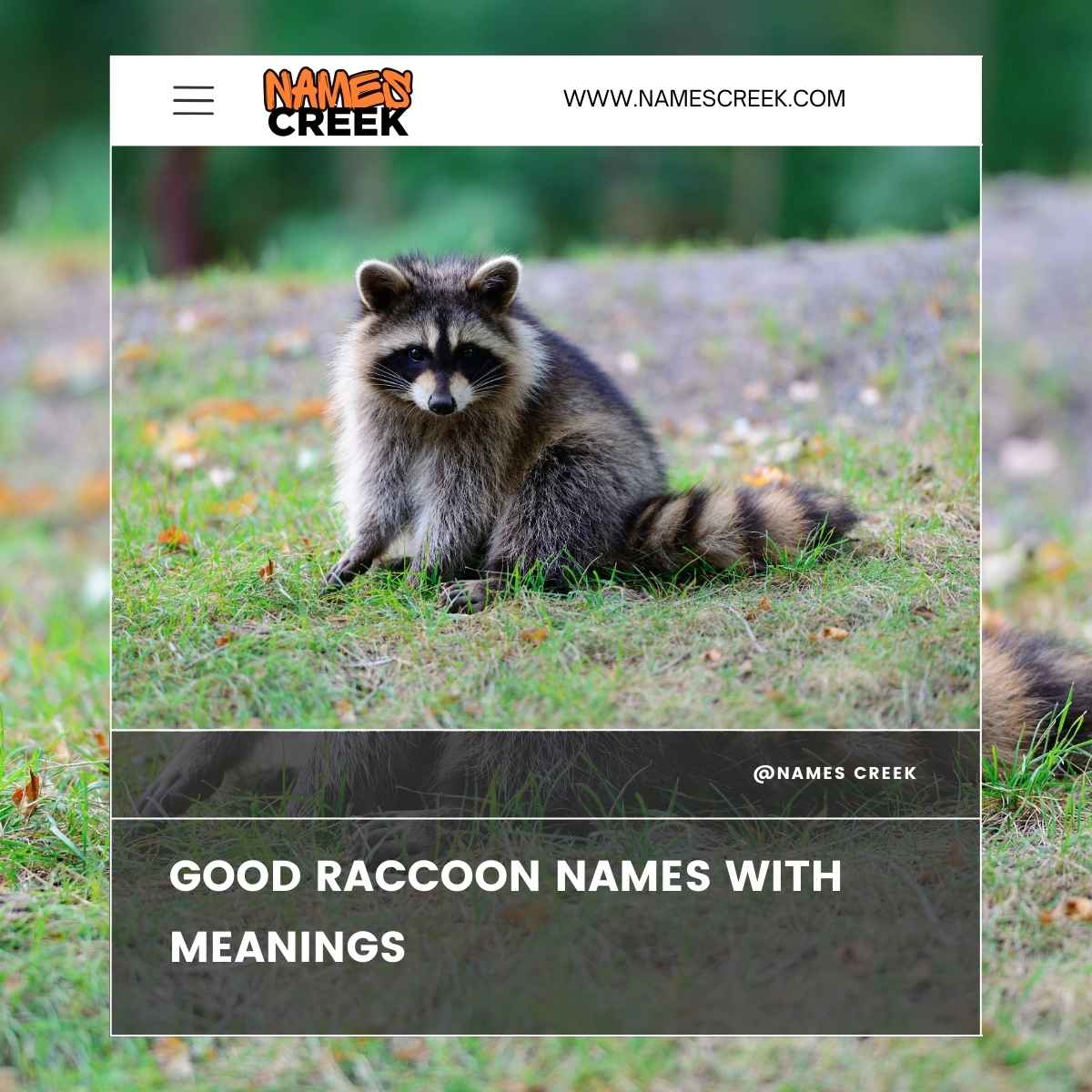 440 Raccoon Names: The Ultimate Guide +Ai Generator