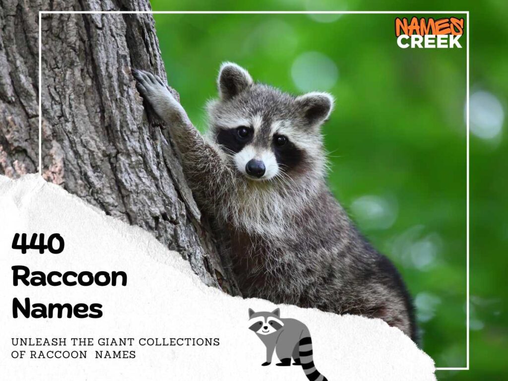440 Raccoon Names: The Ultimate Guide +Ai Generator