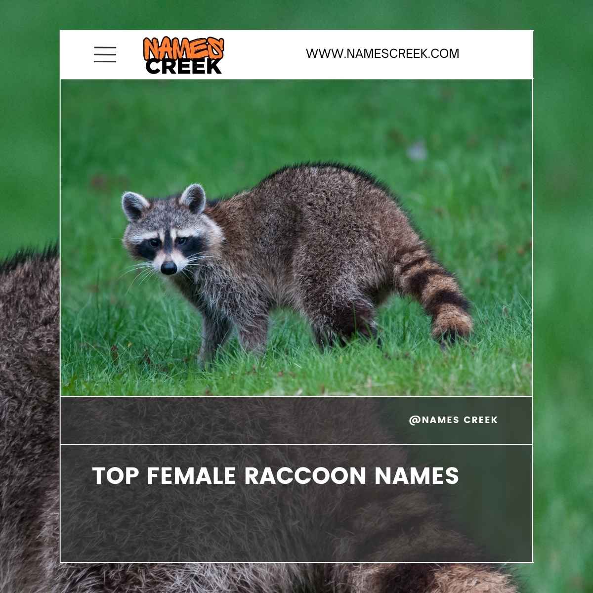 440 Raccoon Names: The Ultimate Guide +Ai Generator
