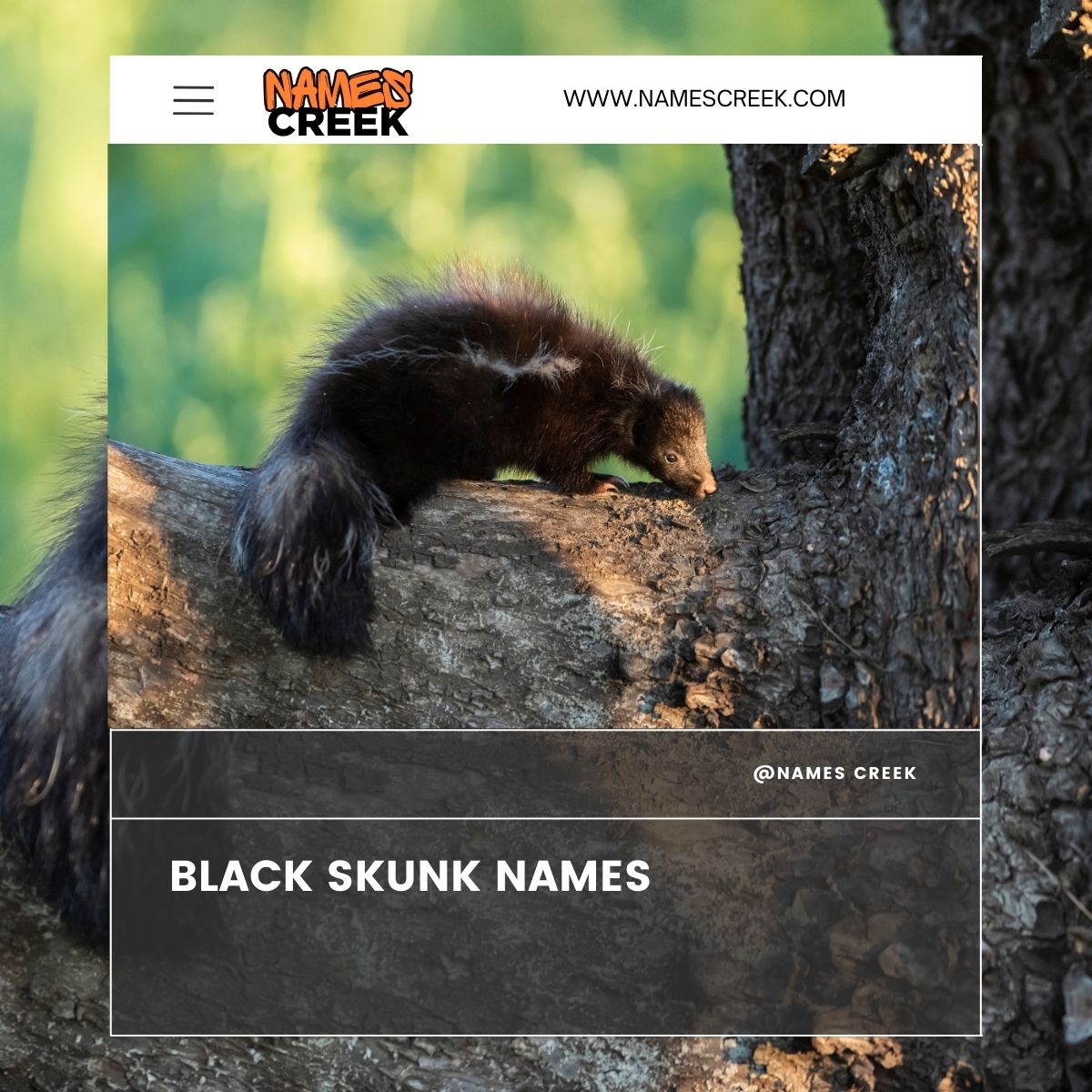 540 Skunk Names - Unique, Funny, Cool & Creative Ideas