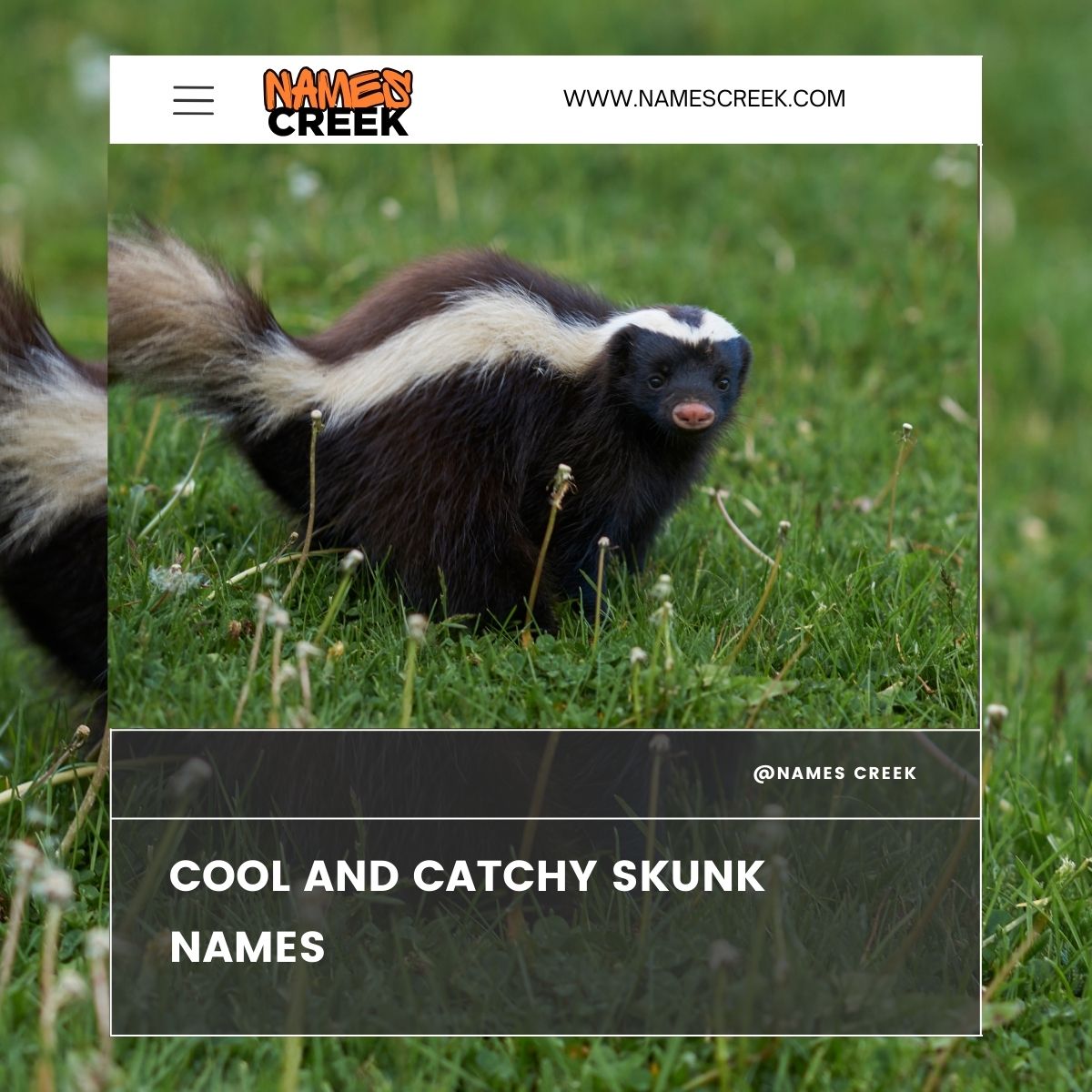 540 Skunk Names - Unique, Funny, Cool & Creative Ideas