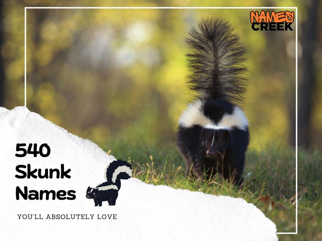540 Skunk Names - Unique, Funny, Cool & Creative Ideas