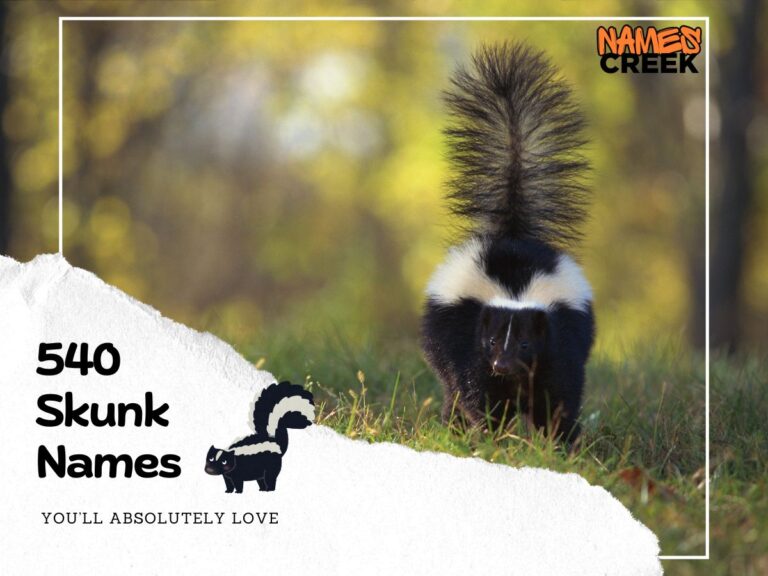 540 Skunk Names - Unique, Funny, Cool & Creative Ideas