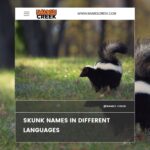 540 Skunk Names - Unique, Funny, Cool & Creative Ideas