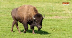 340 Bison Names With Ai Generator