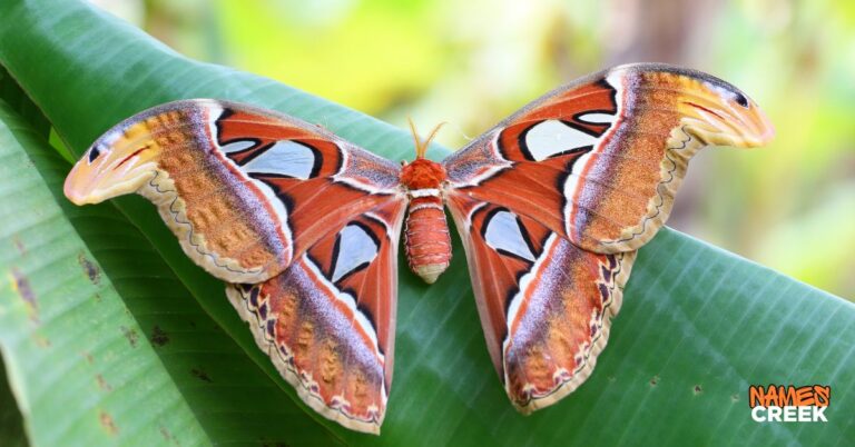 200+ Moth Names With Name Generator